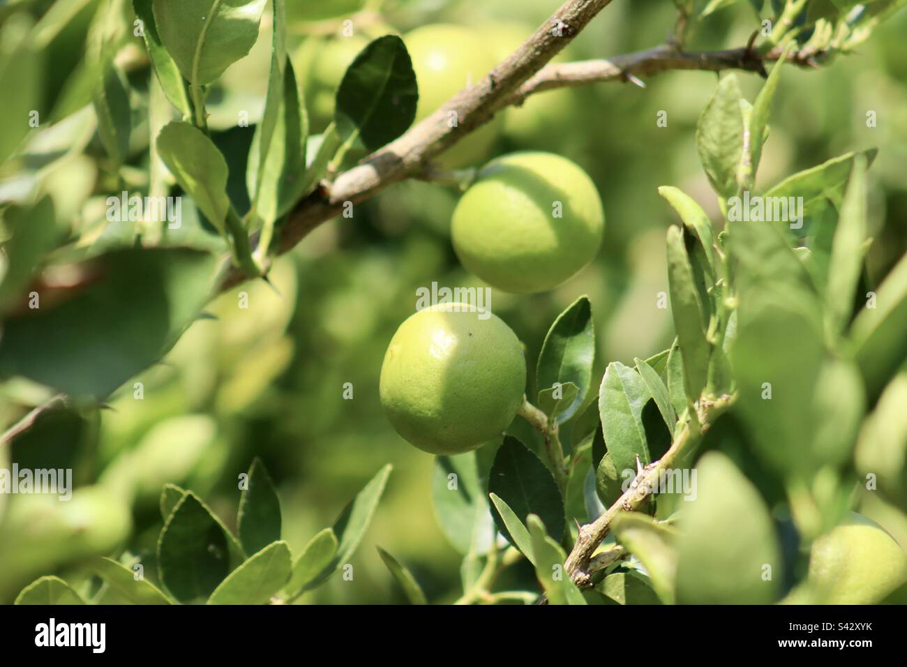 Green lemon photos hi-res stock photography and images - Alamy