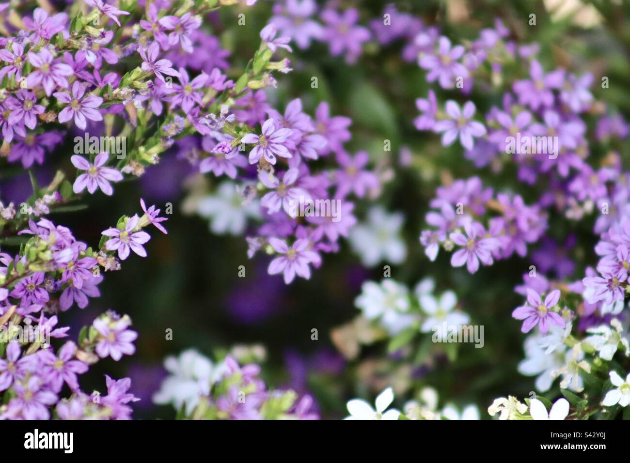 Cuphea sp hi-res stock photography and images - Alamy