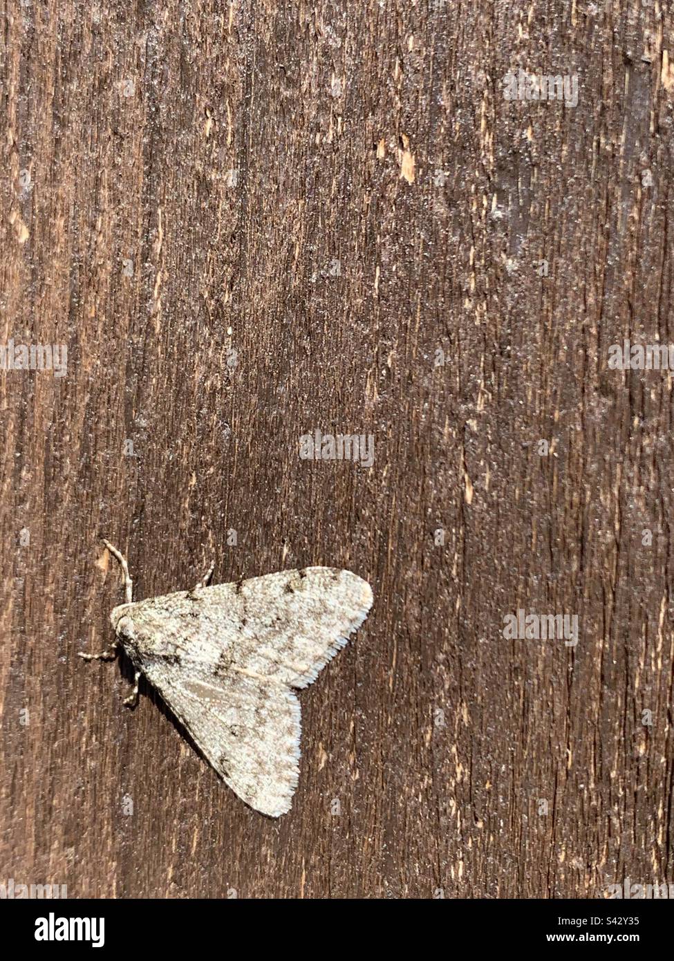 Wood moth hi-res stock photography and images - Alamy