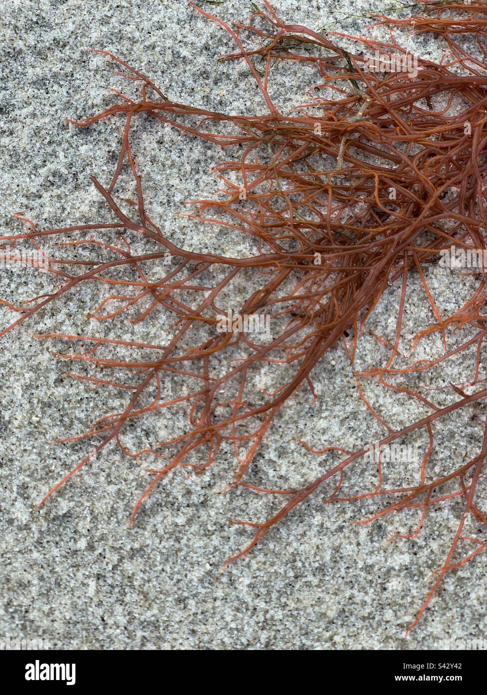 Coral weed hi-res stock photography and images - Alamy
