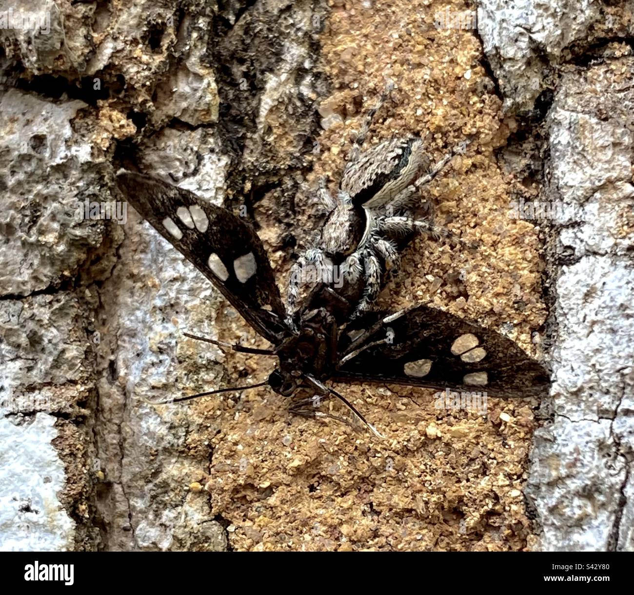 Tiger jumping spider hi-res stock photography and images - Alamy