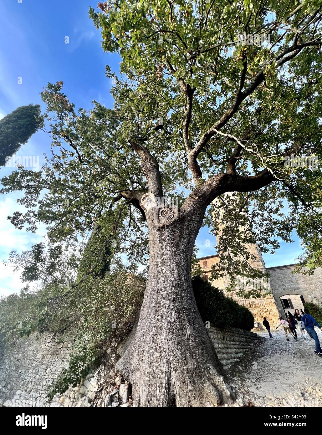 Millennium tree hi-res stock photography and images - Alamy