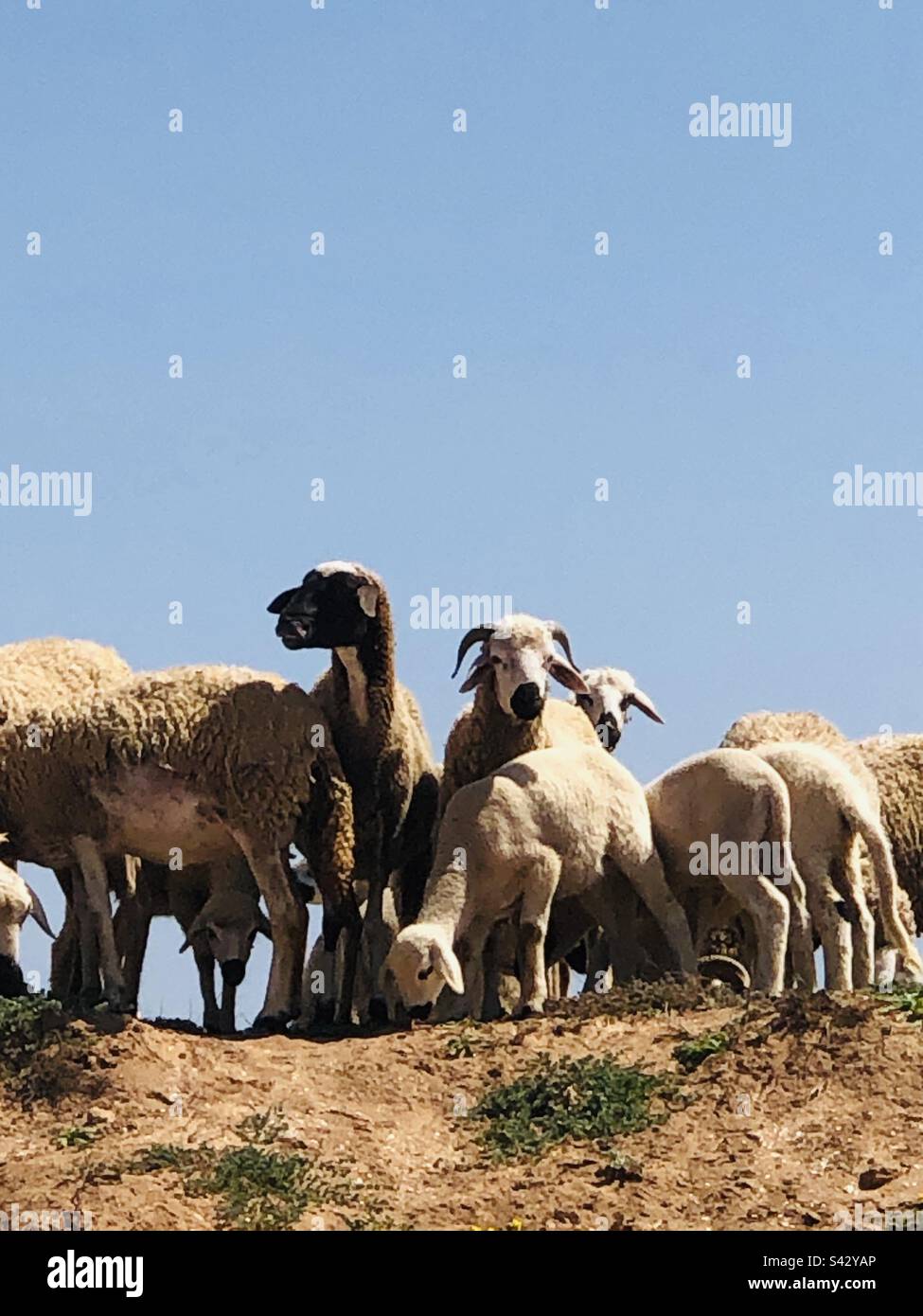 Cheeps hi-res stock photography and images - Alamy