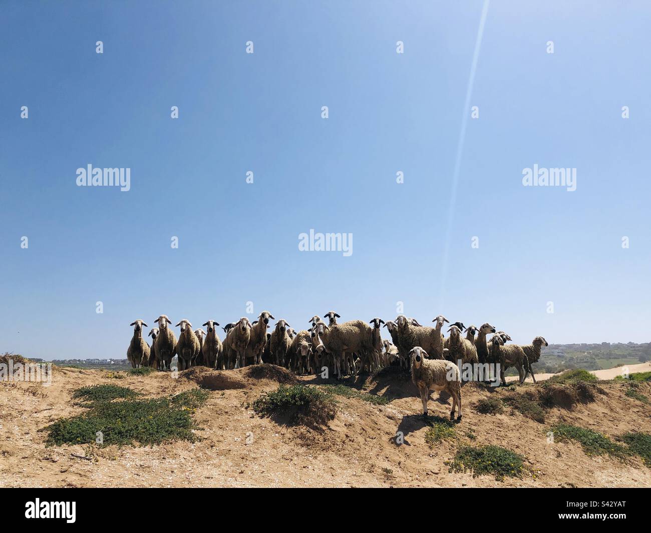 Cheeps hi-res stock photography and images - Alamy