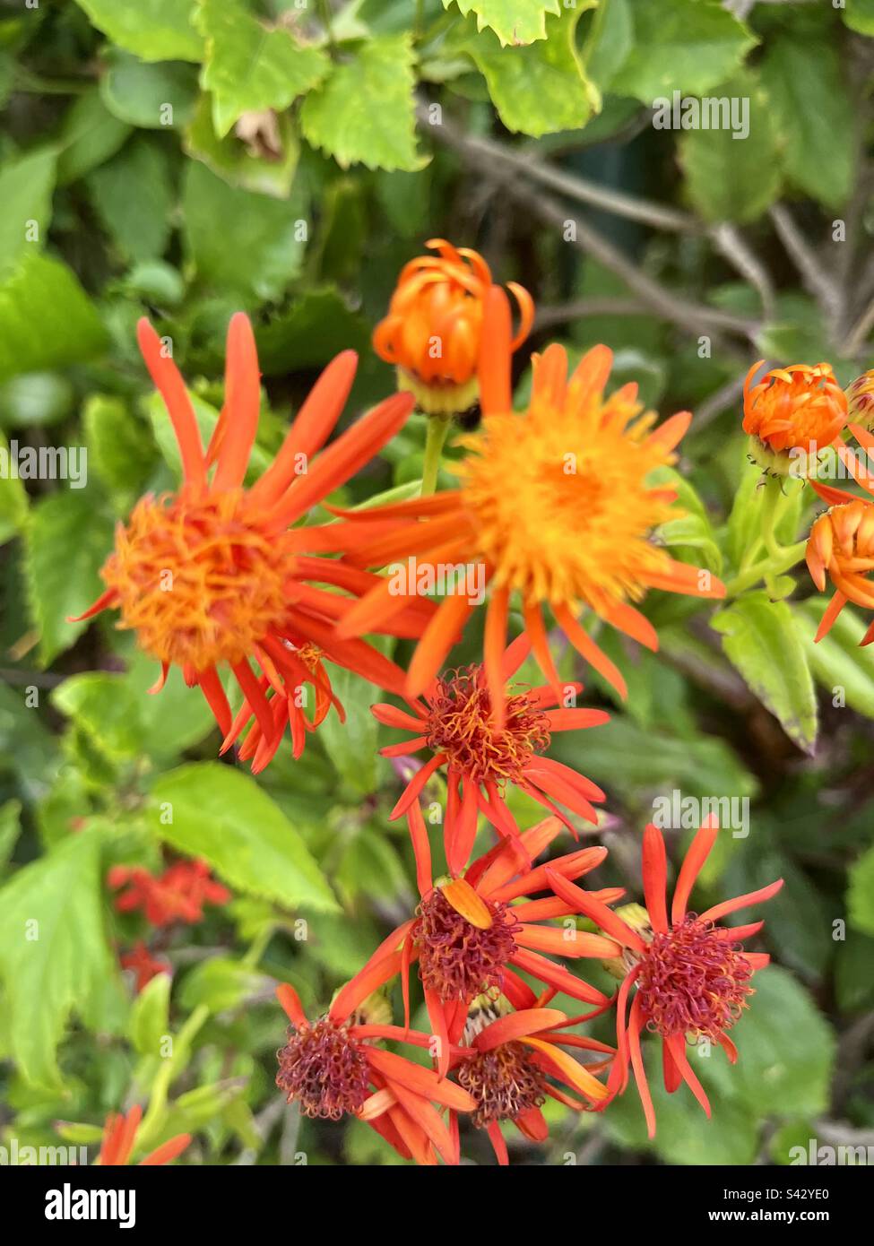 Orange tropical flowers hi-res stock photography and images - Alamy