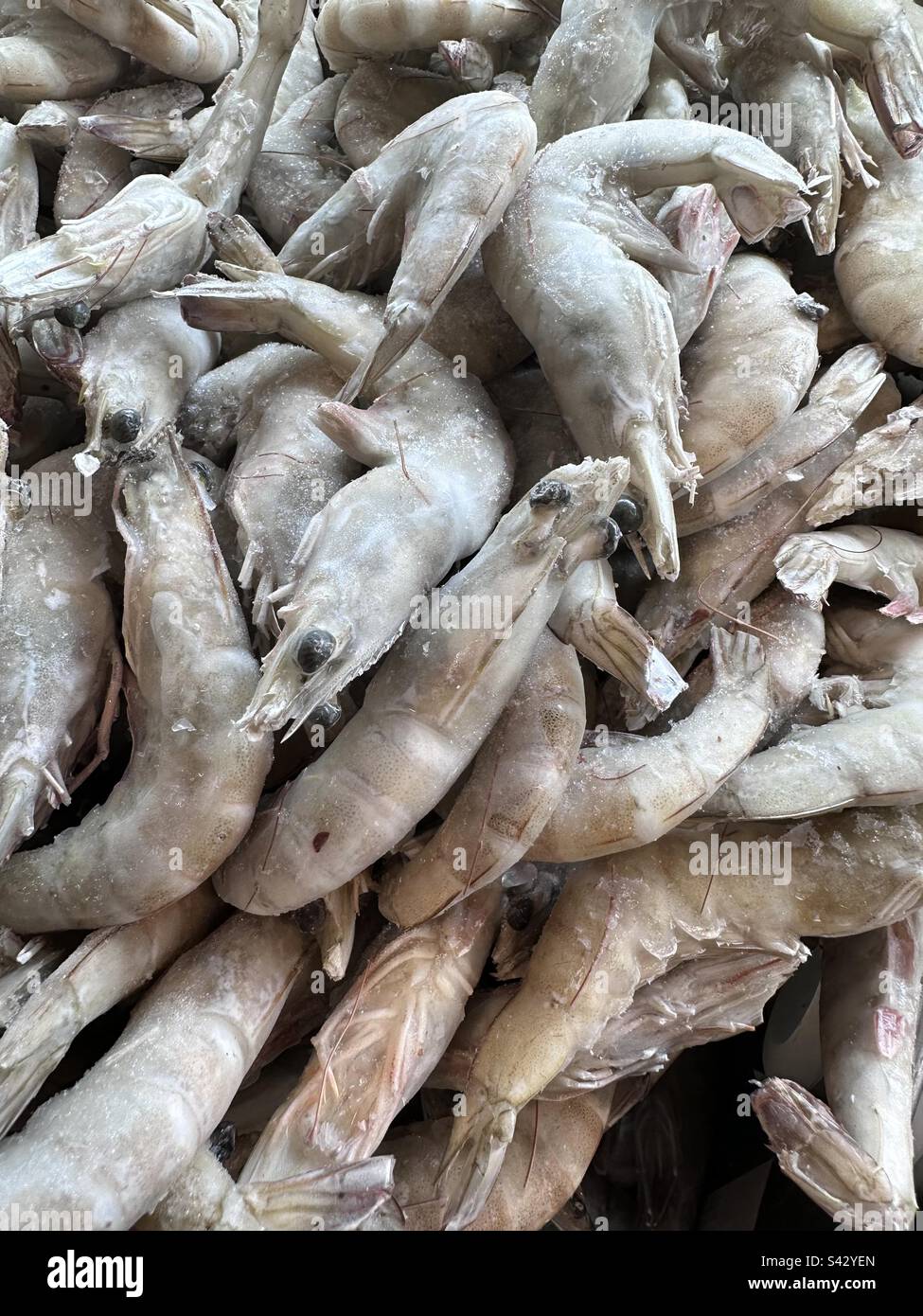 Prawns in the Freezer Stock Photo - Alamy