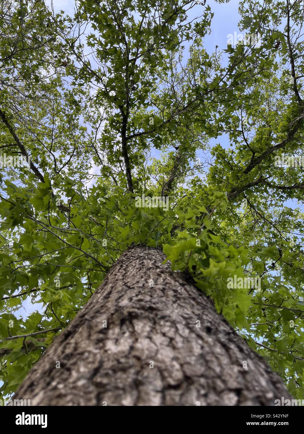 Tall forest tree hi-res stock photography and images - Alamy