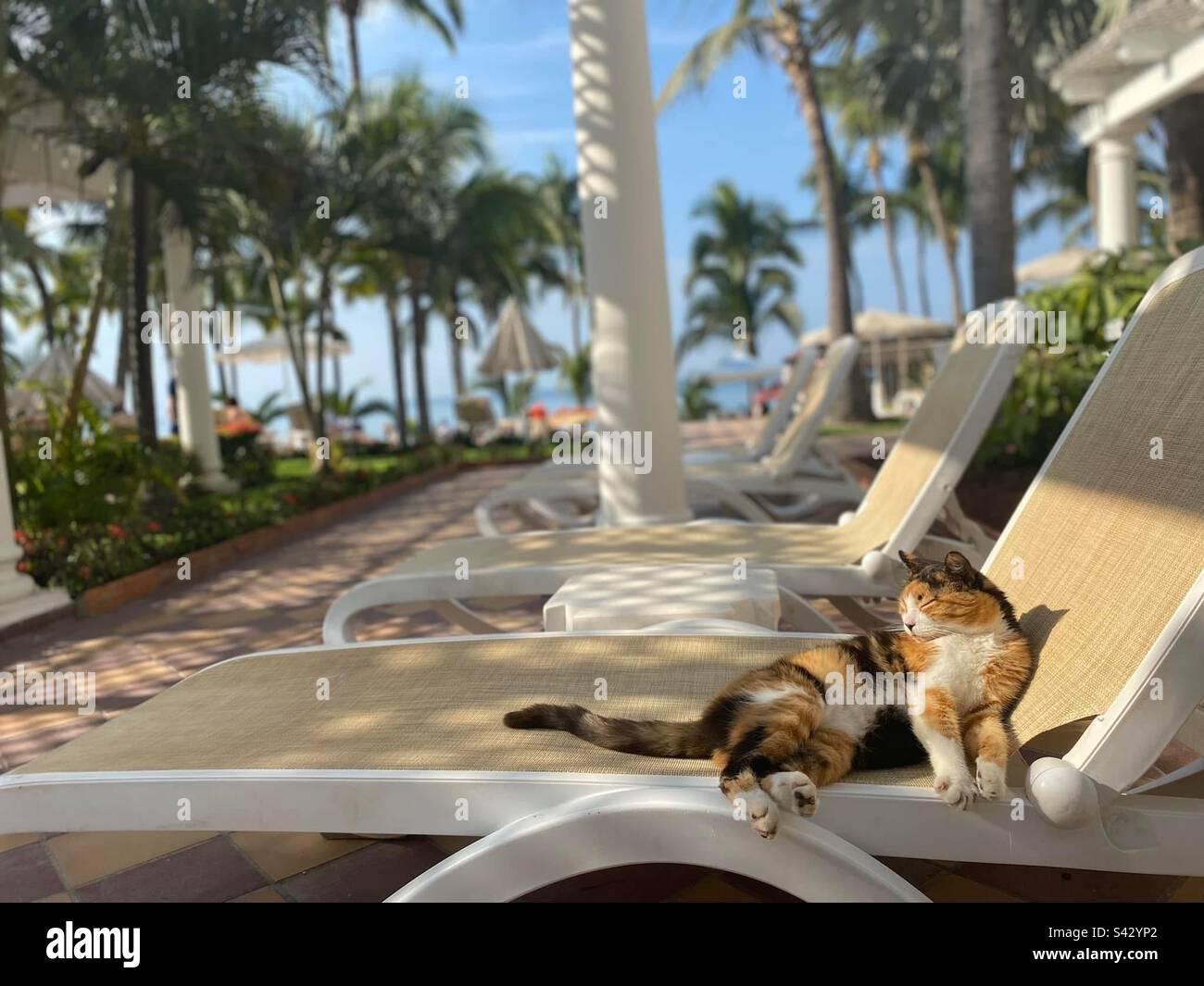 Riu palace pacifica hi-res stock photography and images - Alamy