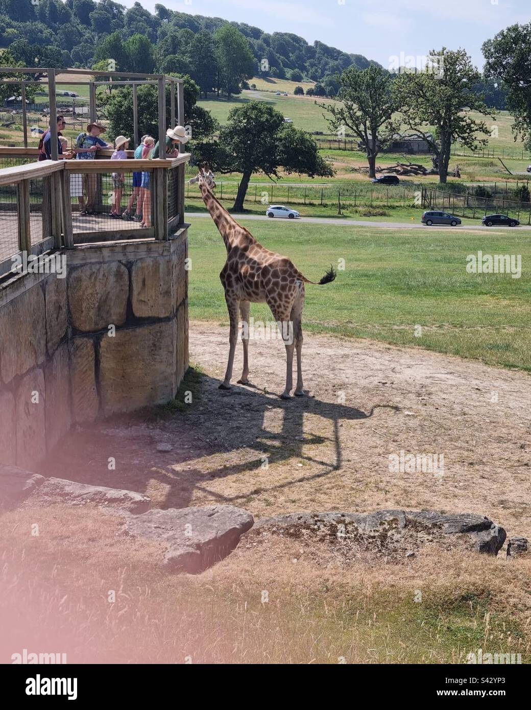 Longleat animals hi-res stock photography and images - Alamy