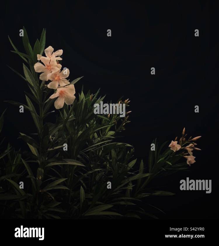 Sharp leaves hi-res stock photography and images - Alamy