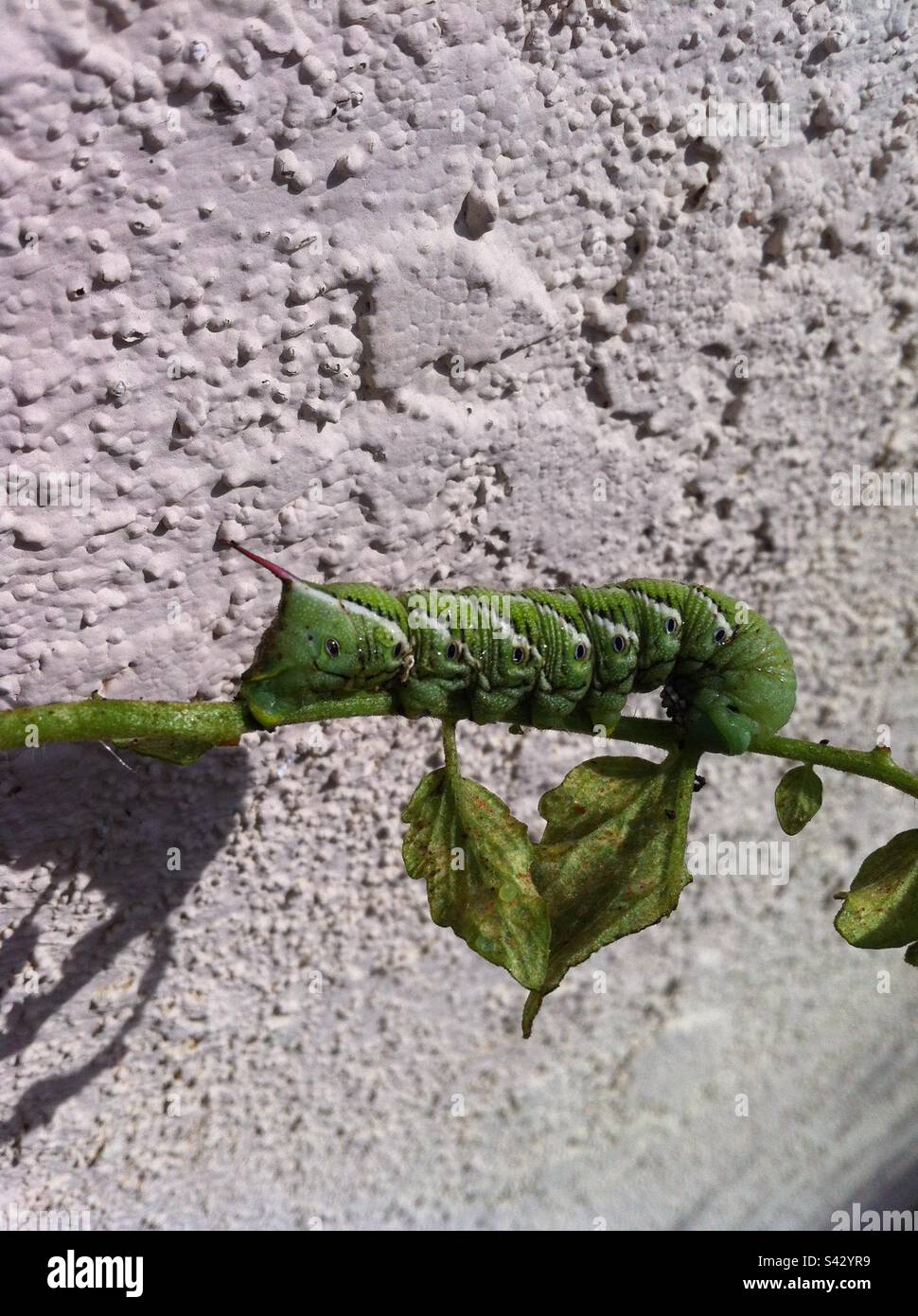 Tomato Bug Identification