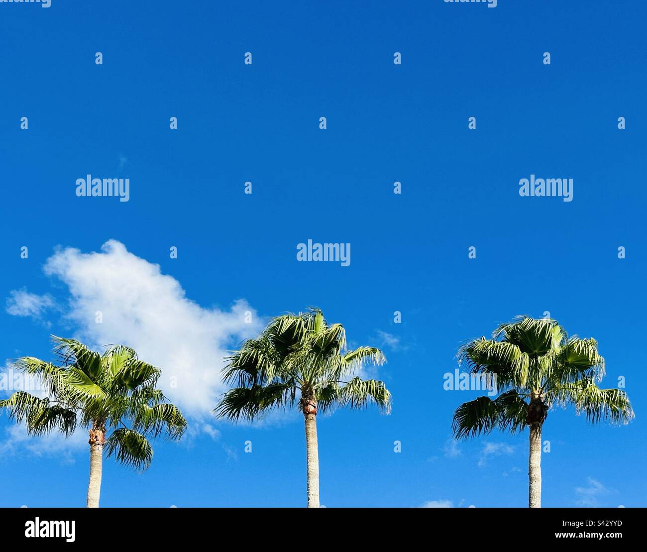 Three palm trees Stock Photo - Alamy