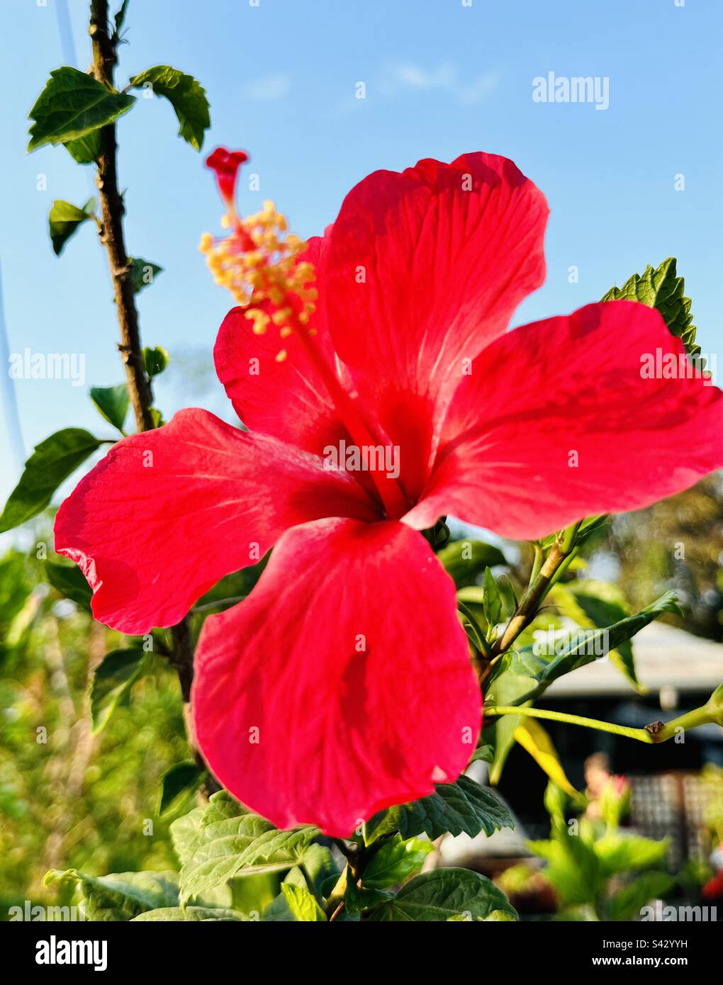 Gumamela hi-res stock photography and images - Alamy