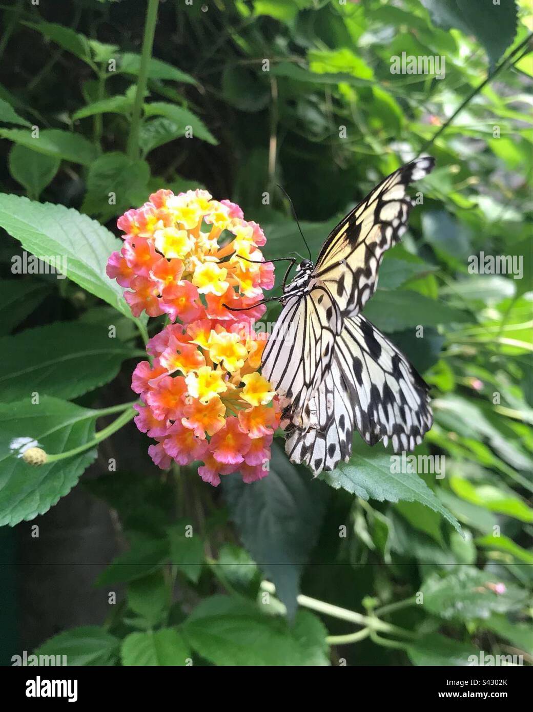 Butterfly Garden in Victoria BC Stock Photo - Alamy