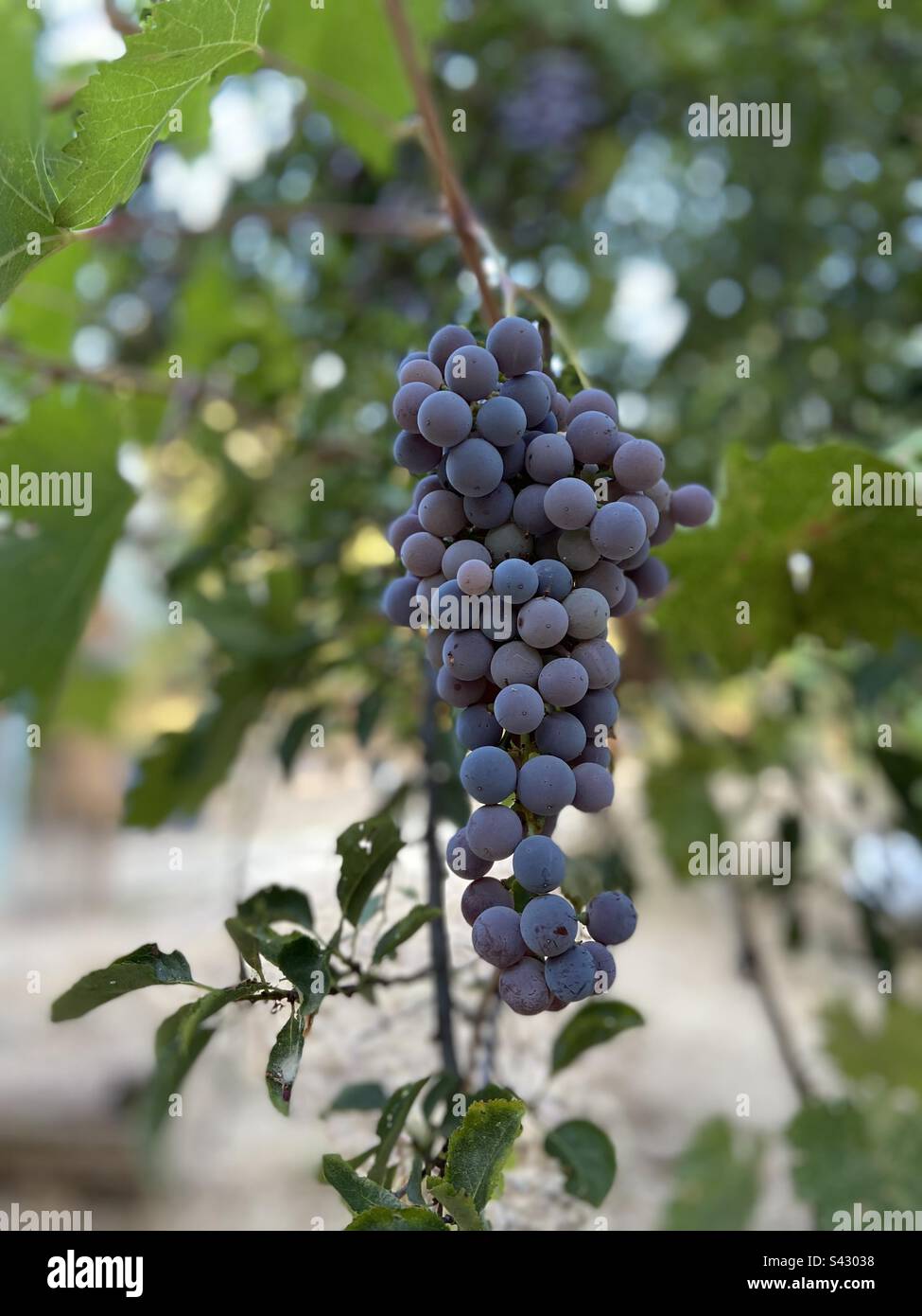 Grape cluster hi-res stock photography and images - Alamy