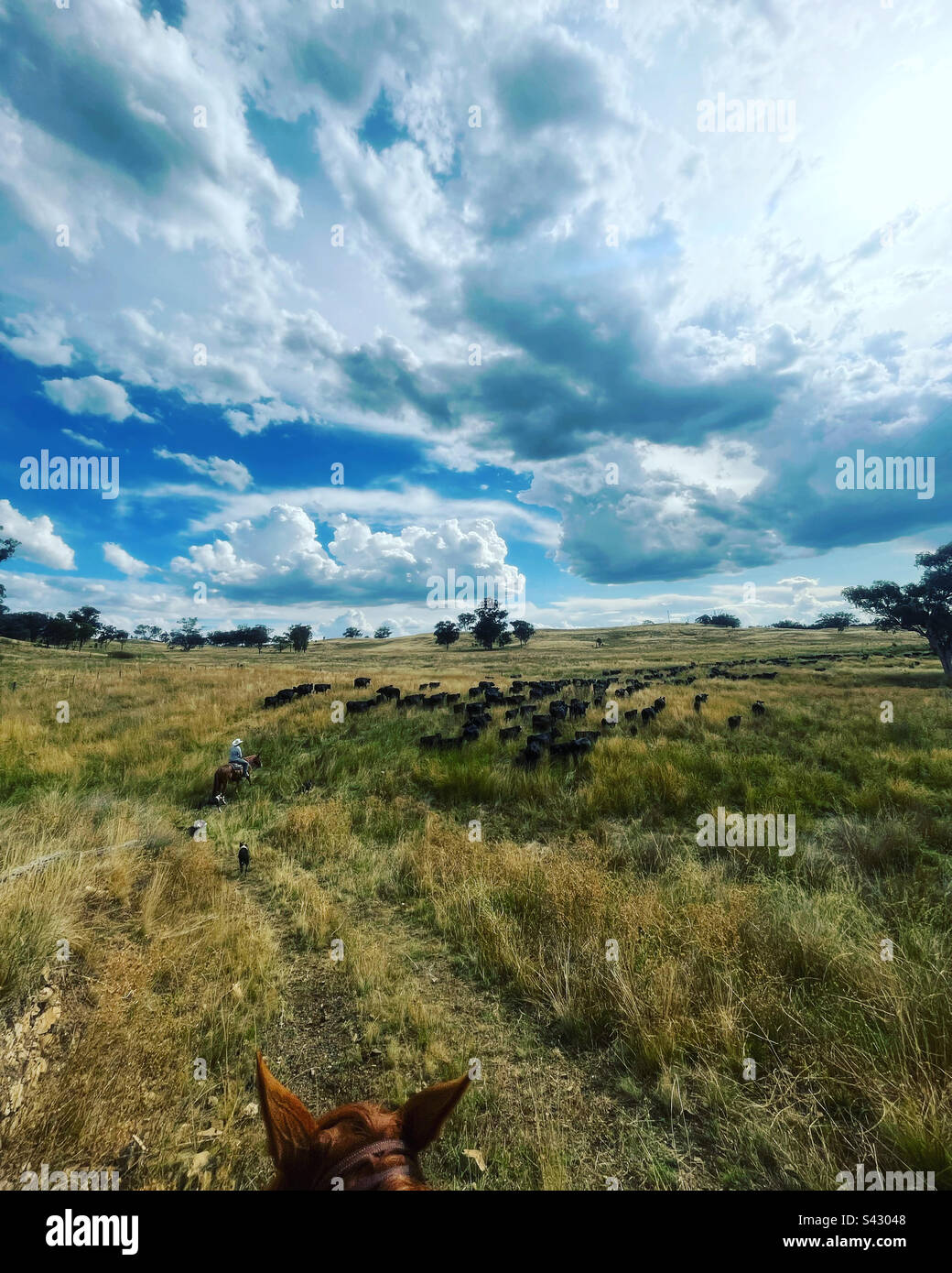 Mustering cattle hi-res stock photography and images - Alamy
