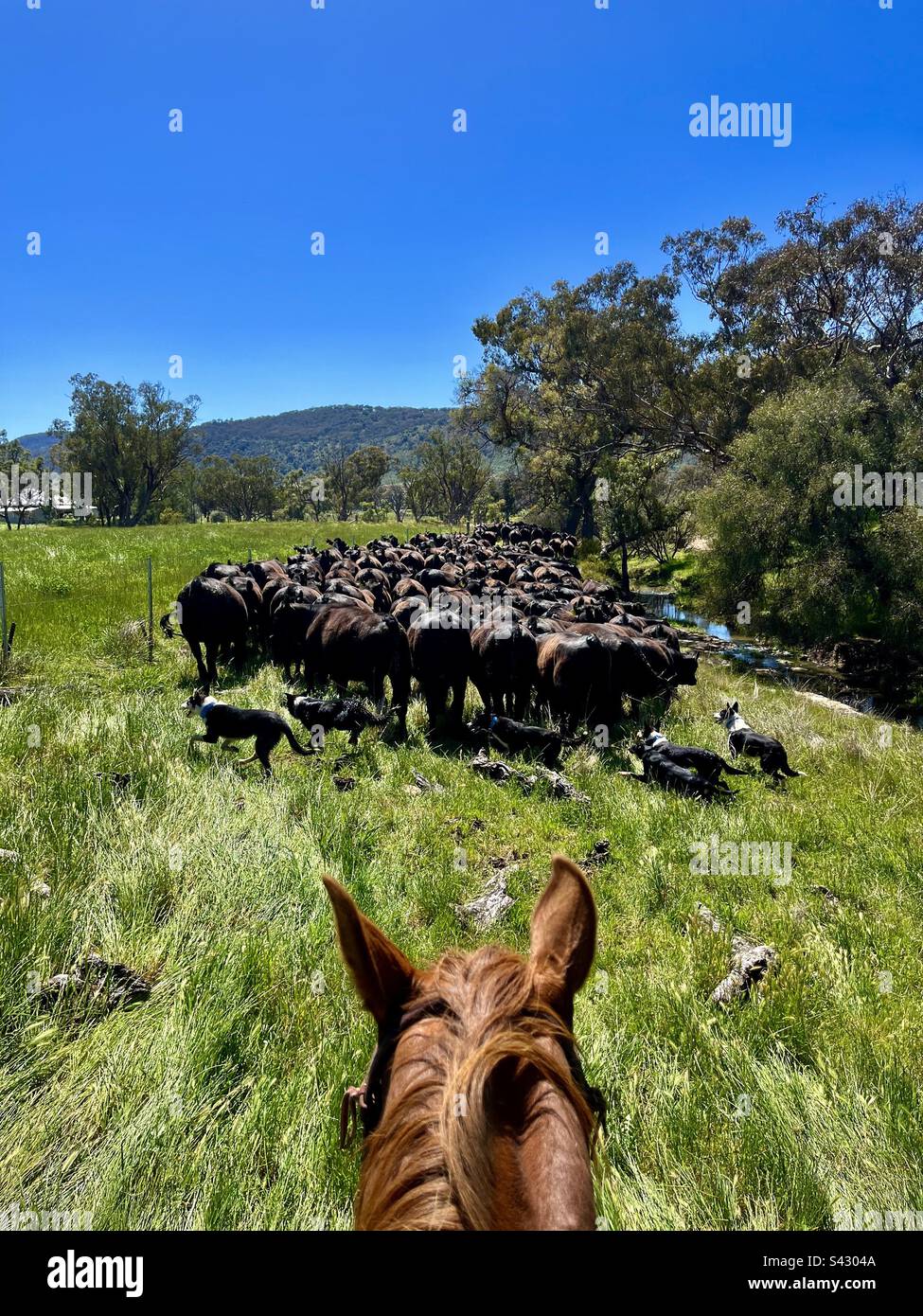 Cattle dogs at work hi-res stock photography and images - Alamy
