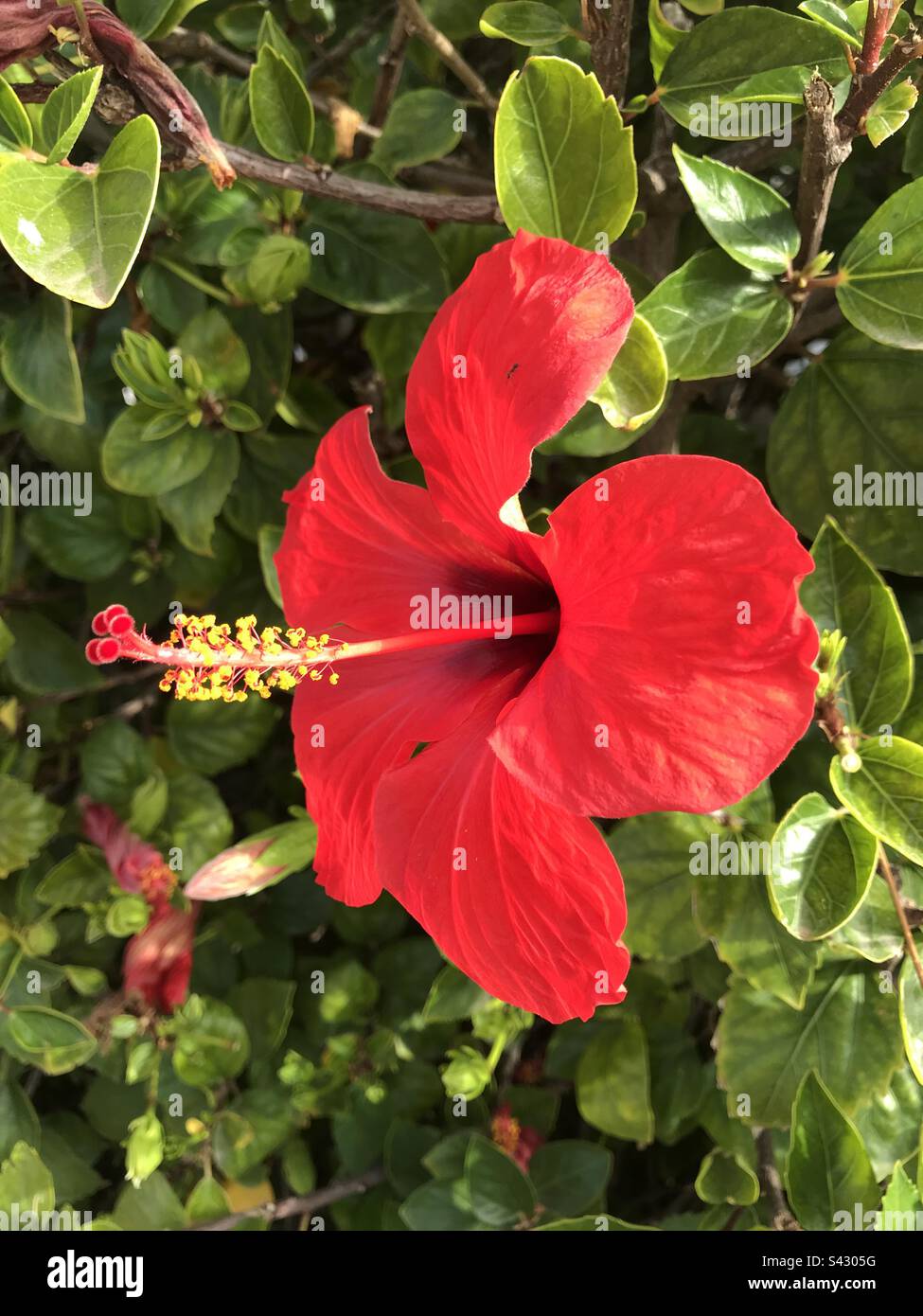 Hyacinth red hi-res stock photography and images - Alamy
