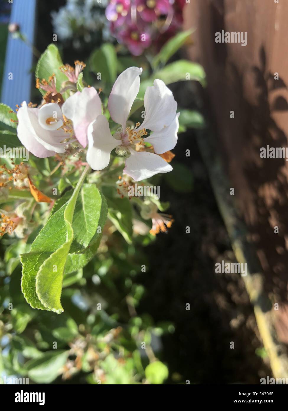 Apple and flowers hi-res stock photography and images - Alamy