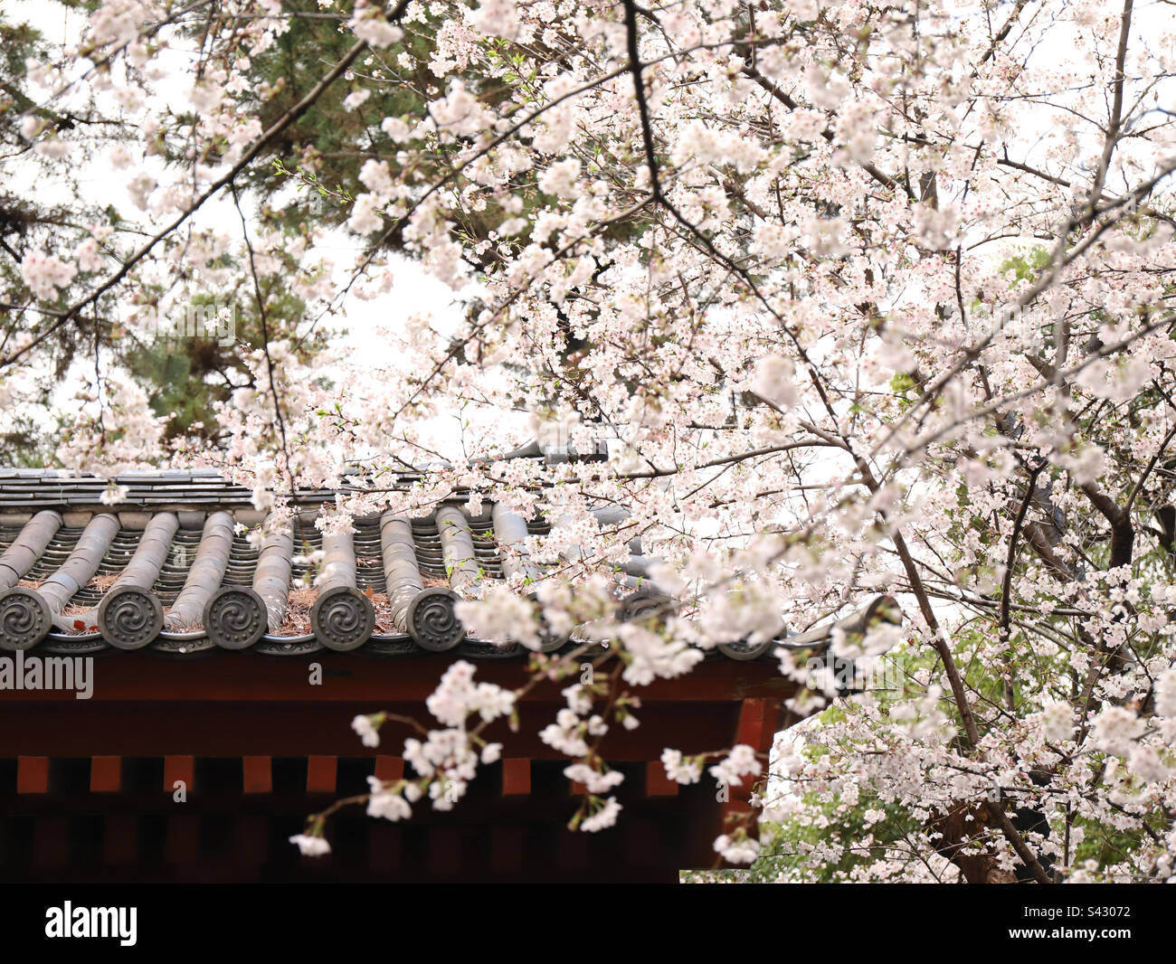 Spring in japan hi-res stock photography and images - Alamy