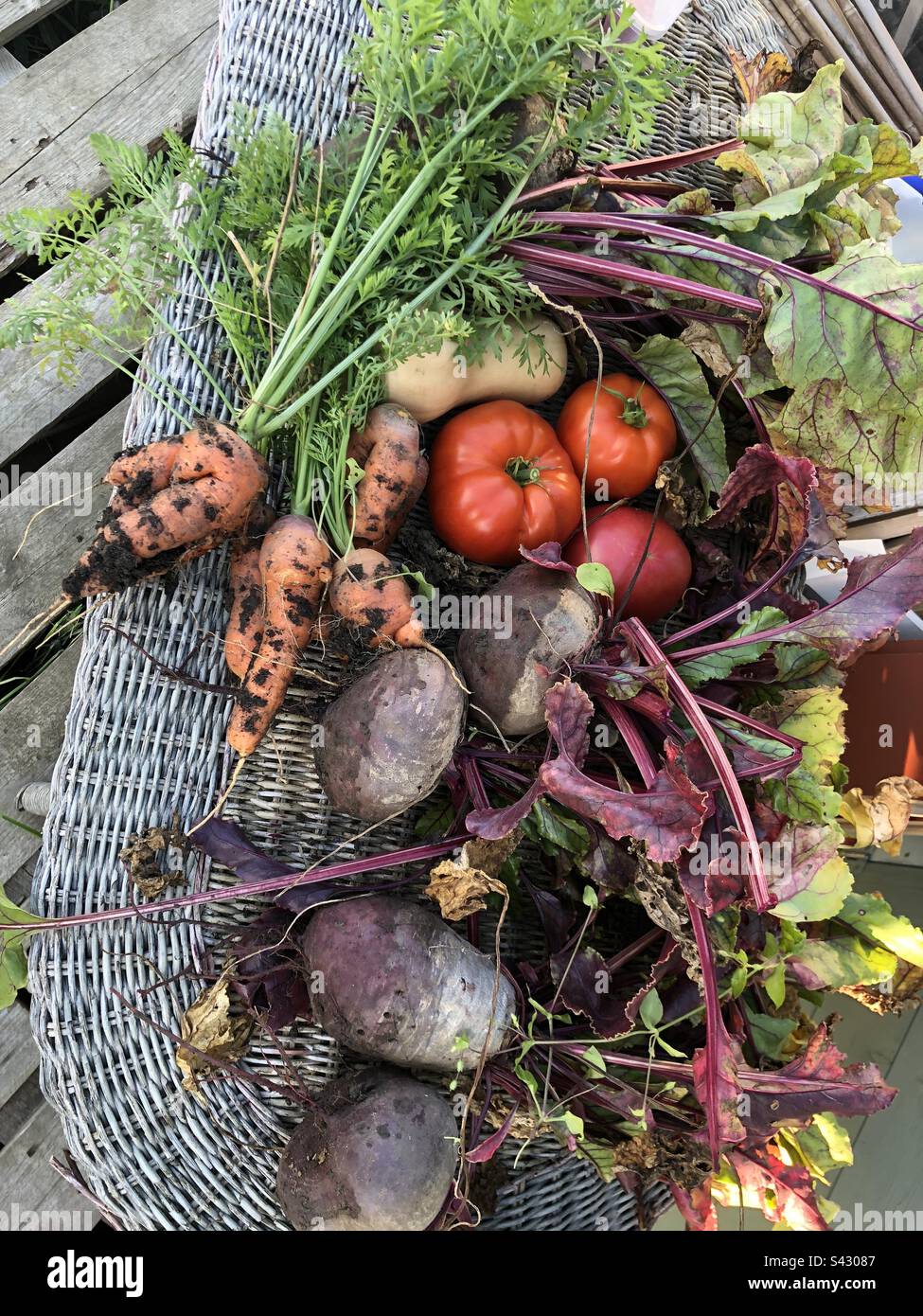 Harvest of vegetables hi-res stock photography and images - Alamy