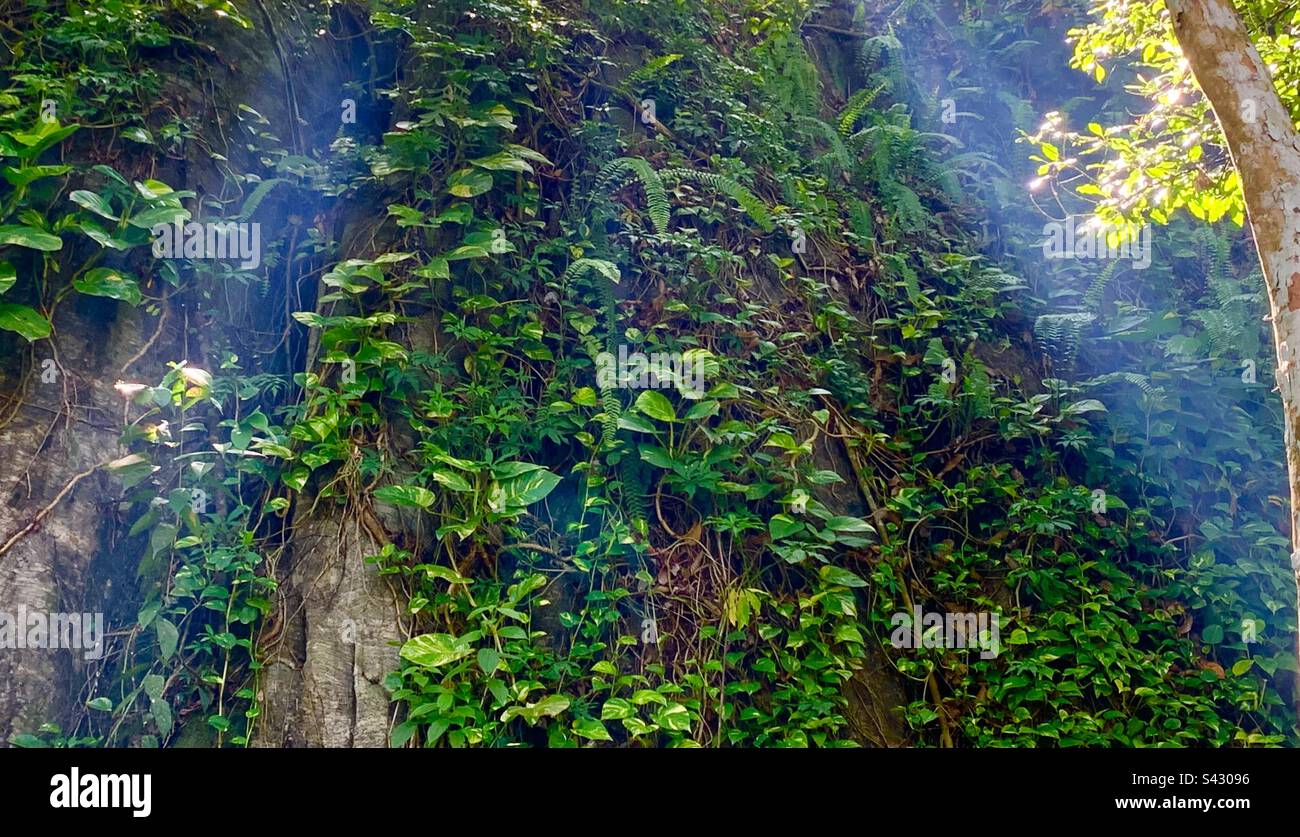 Ceylon nature hi-res stock photography and images - Alamy