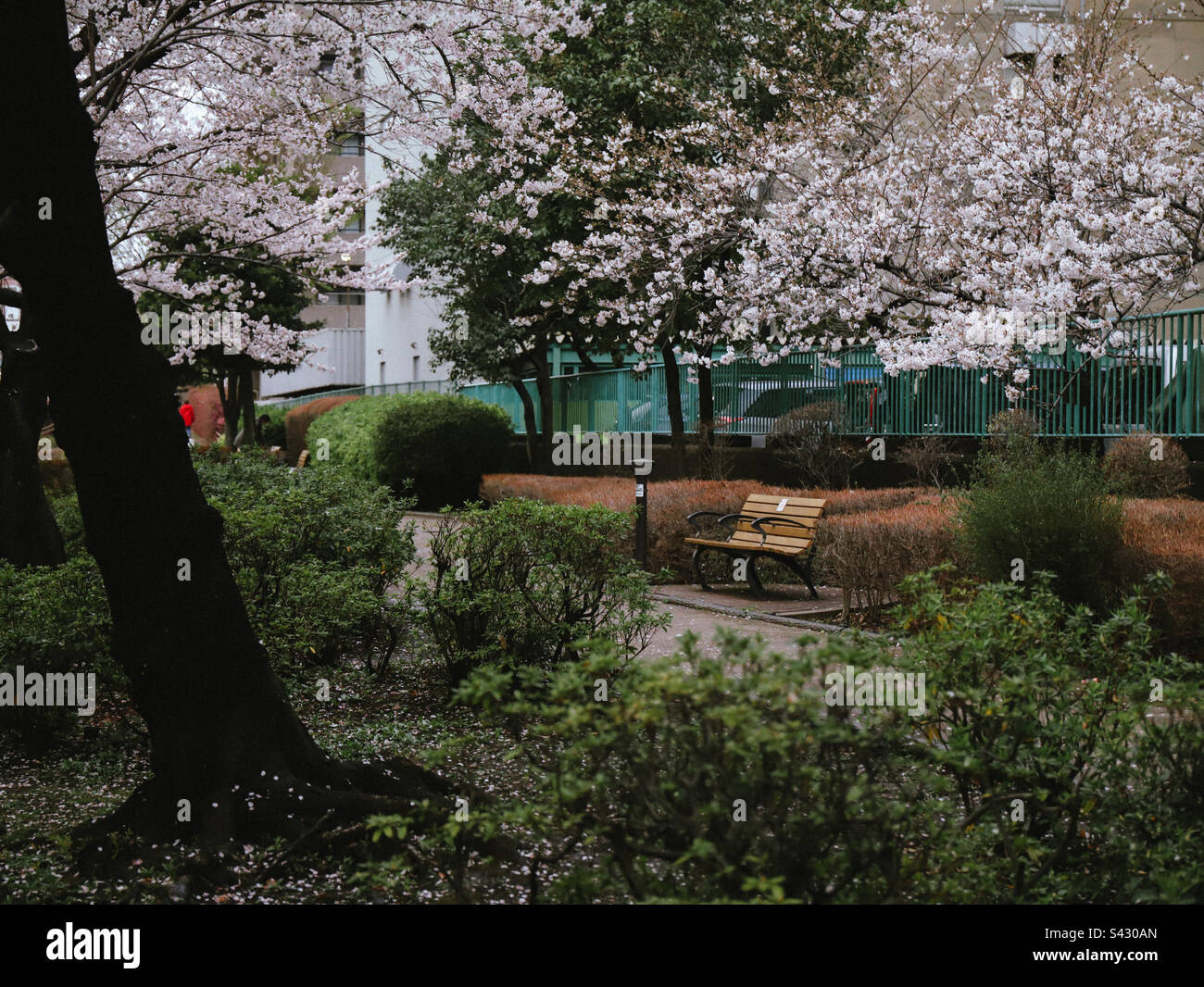 Spring in tokyo hi-res stock photography and images - Alamy