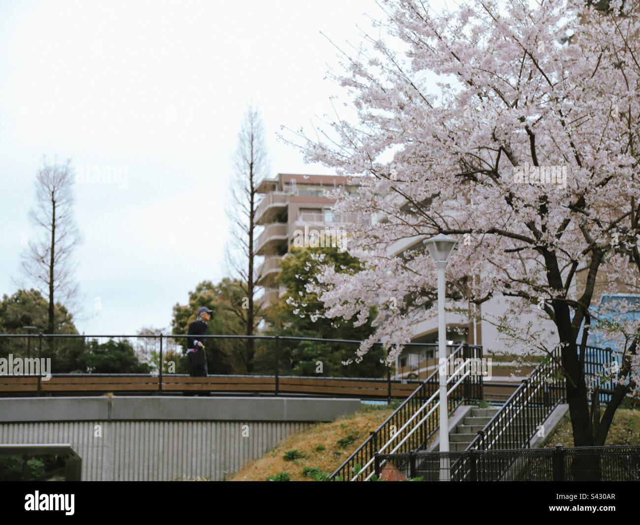 Spring in tokyo hi-res stock photography and images - Alamy