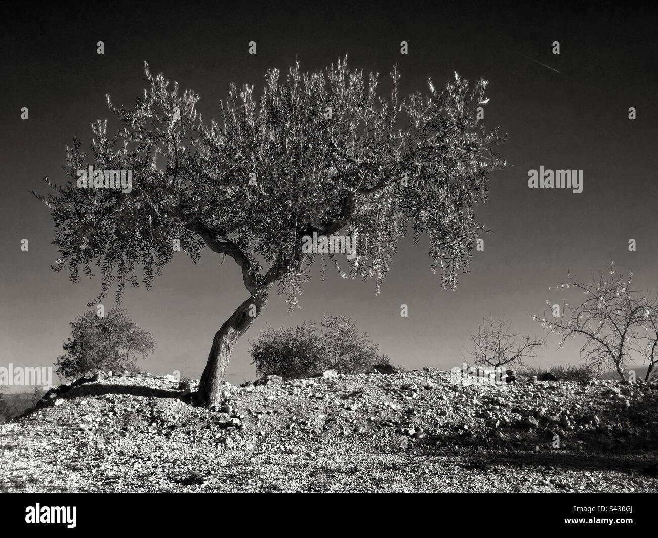 Arbequina olive tree hi-res stock photography and images - Alamy