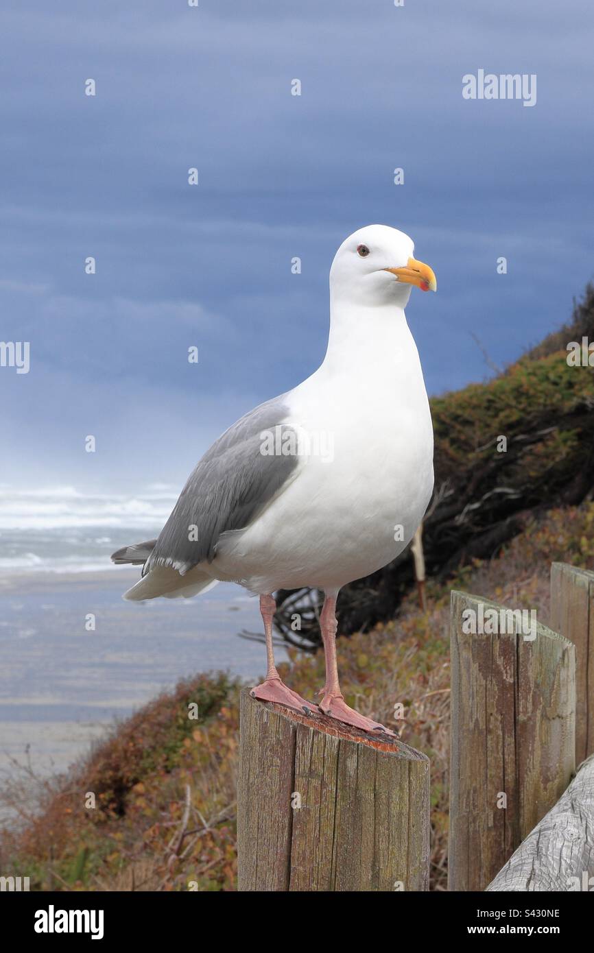 Seagull standing on a post at the beach Stock Photo - Alamy