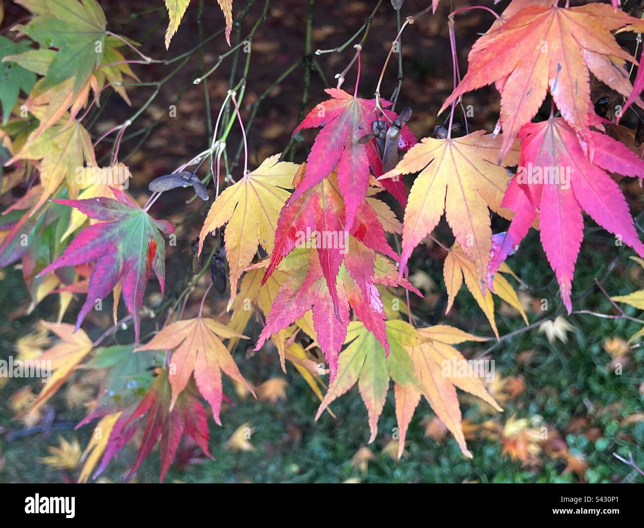 Multicoloured leaf hi-res stock photography and images - Alamy