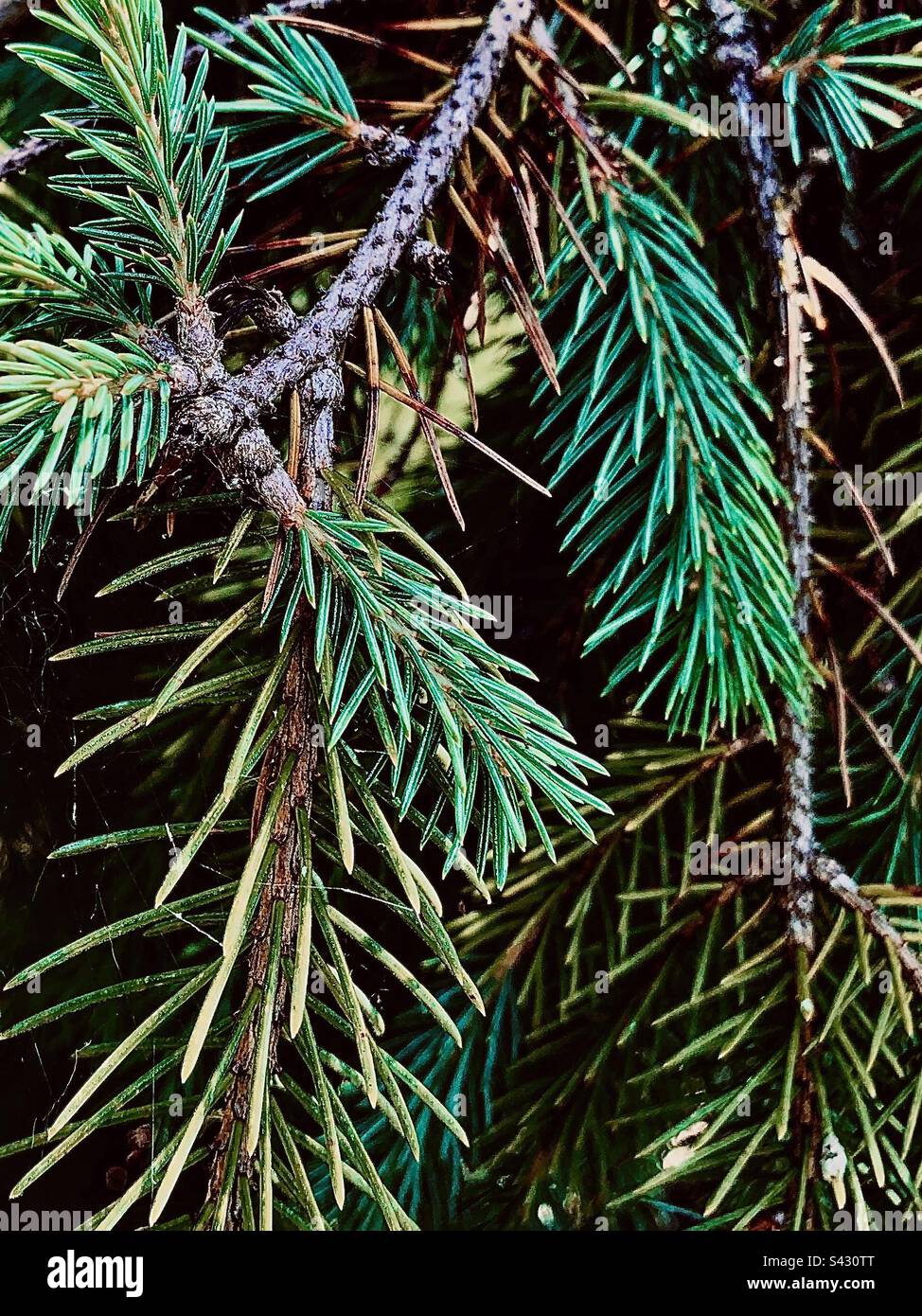 Macro pine needles Stock Photo - Alamy