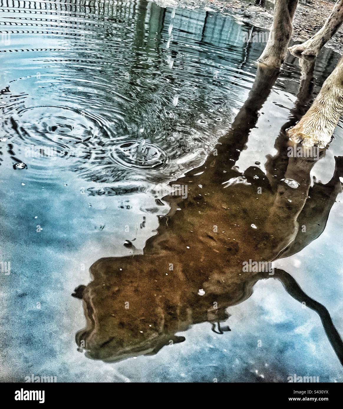 Feet in puddle hi-res stock photography and images - Alamy