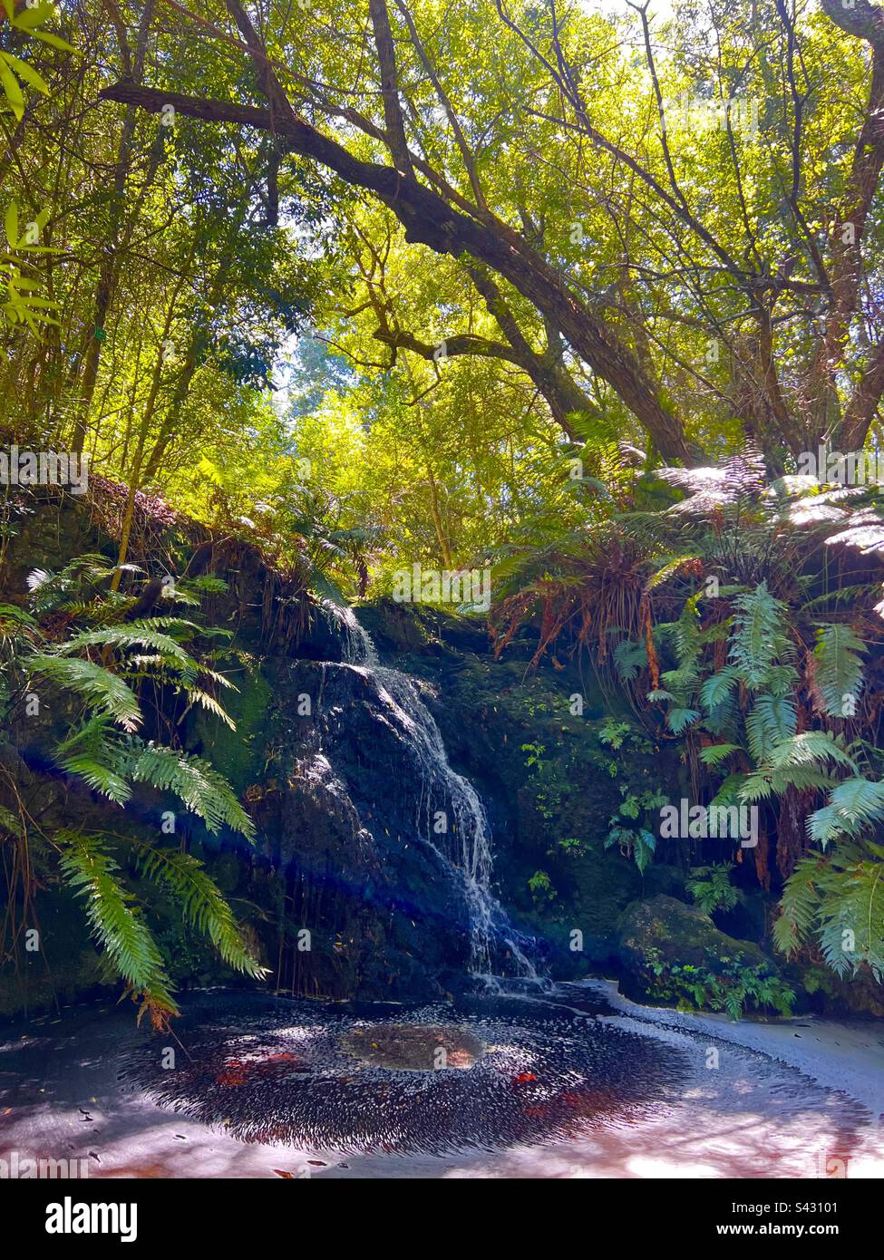 Magical forrest hi-res stock photography and images - Alamy