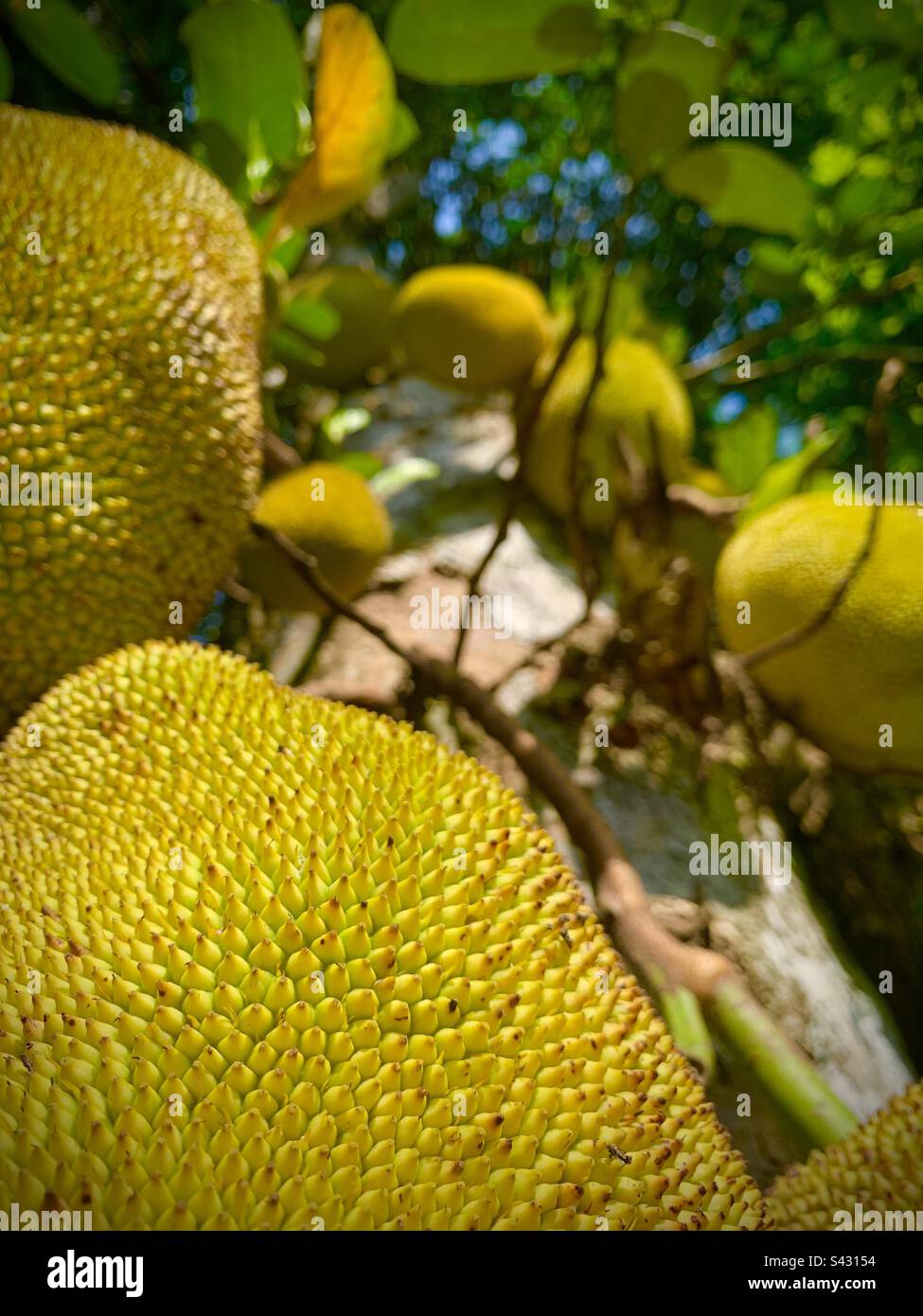 Jack fruit tree sri lanka hi-res stock photography and images - Alamy