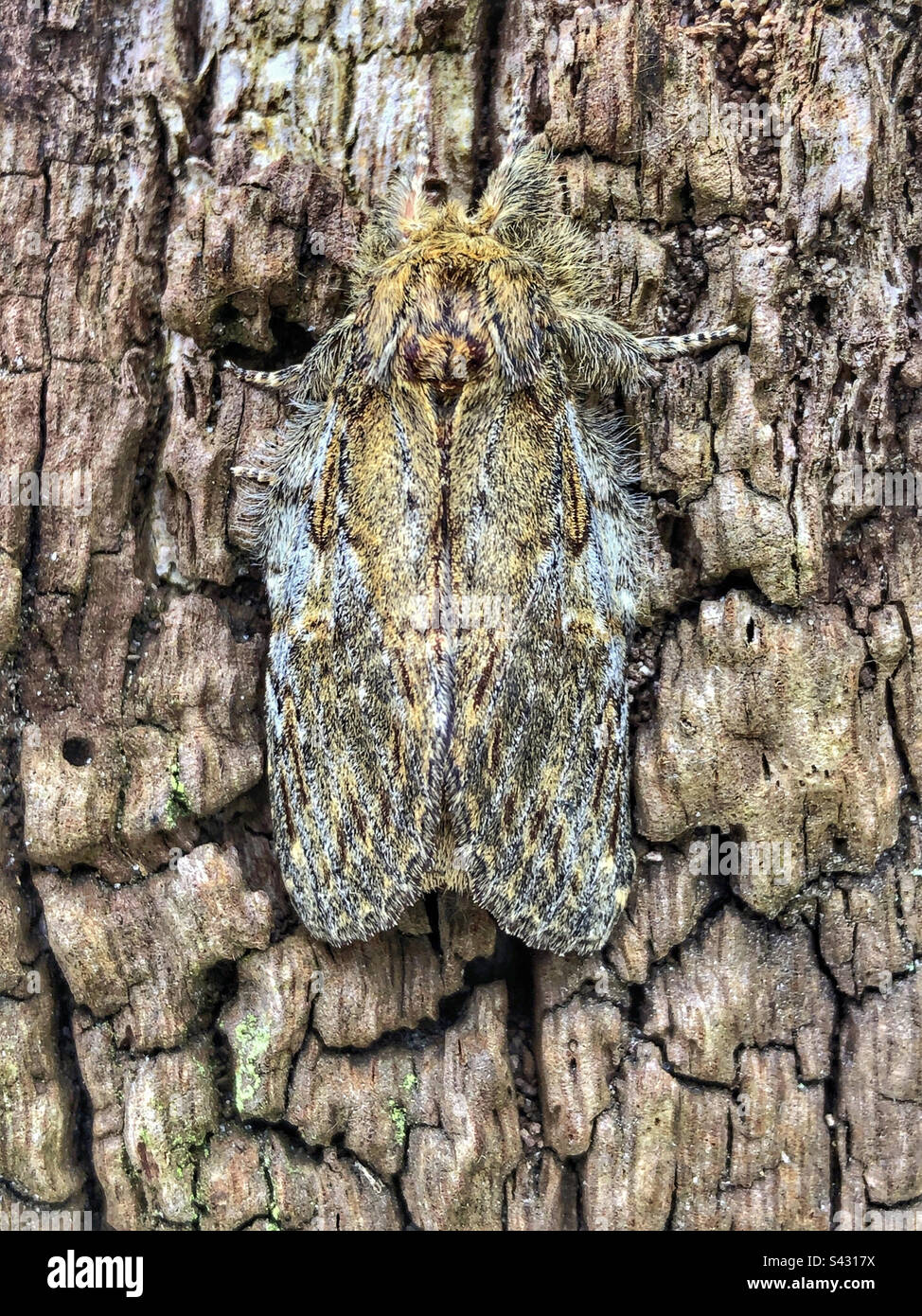 Prominent moth hi-res stock photography and images - Alamy