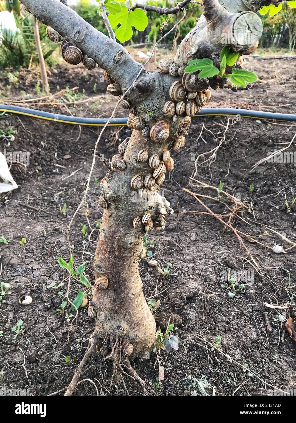 Snails on the root of the tin tree Stock Photo - Alamy