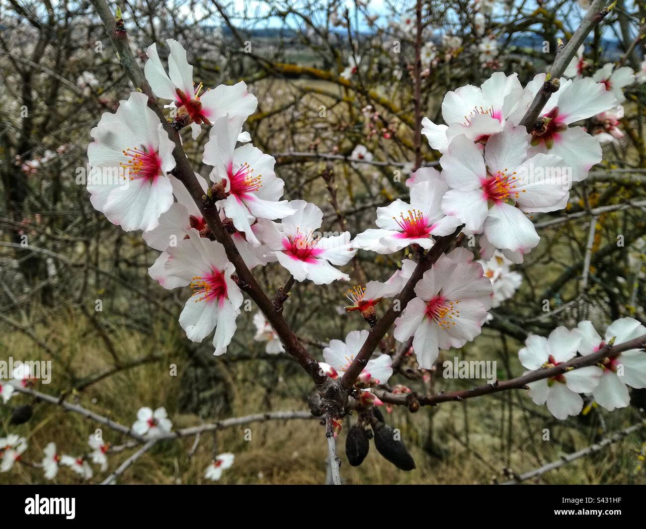 Almond tree in blooms Stock Photo - Alamy