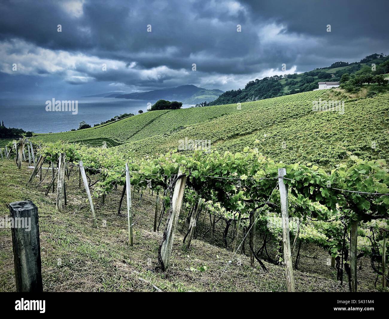 dramatic landscape txakoli wine vineyards, Getaria, Basque Country ...
