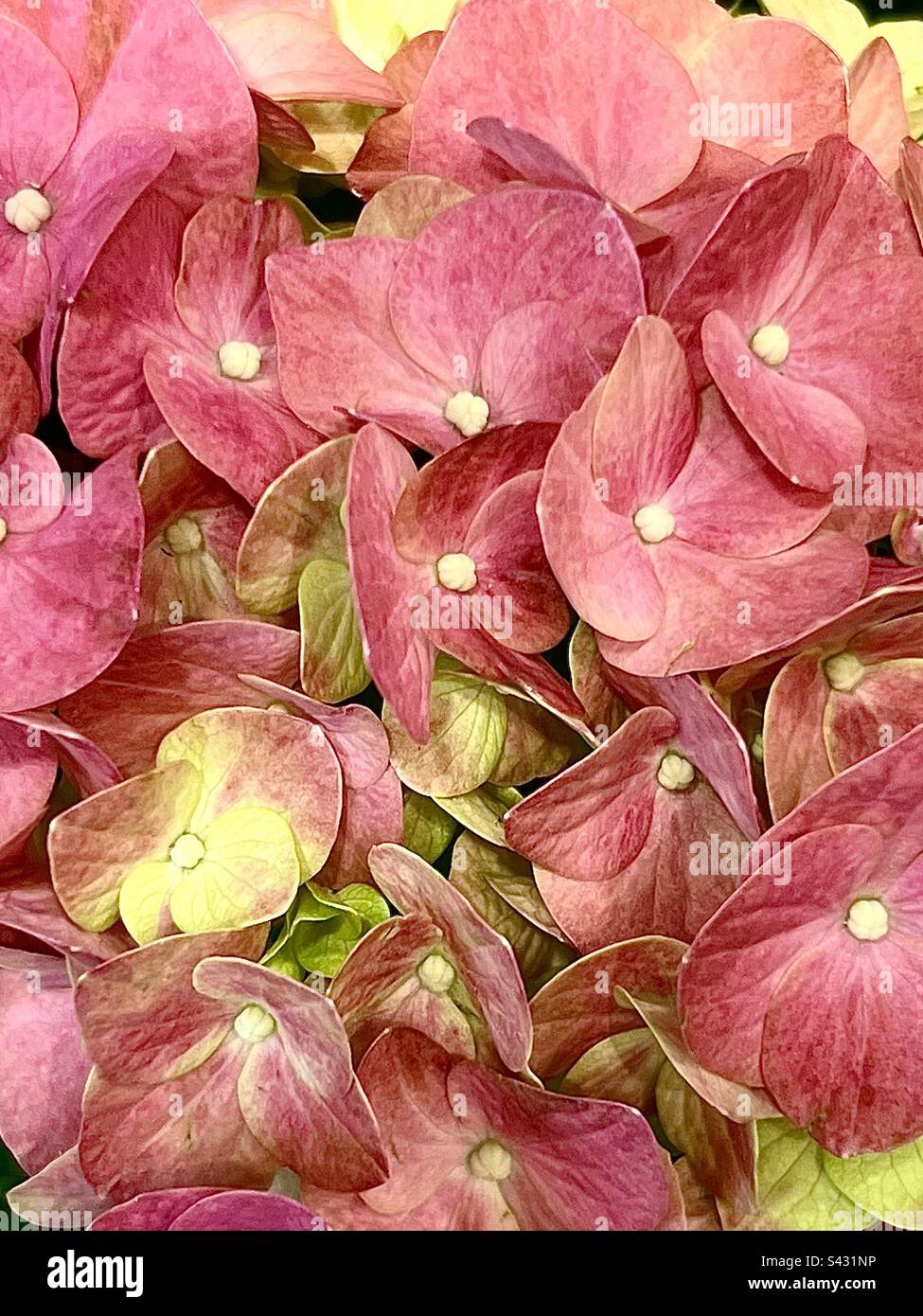 Yellow hydrangeas hi-res stock photography and images - Alamy