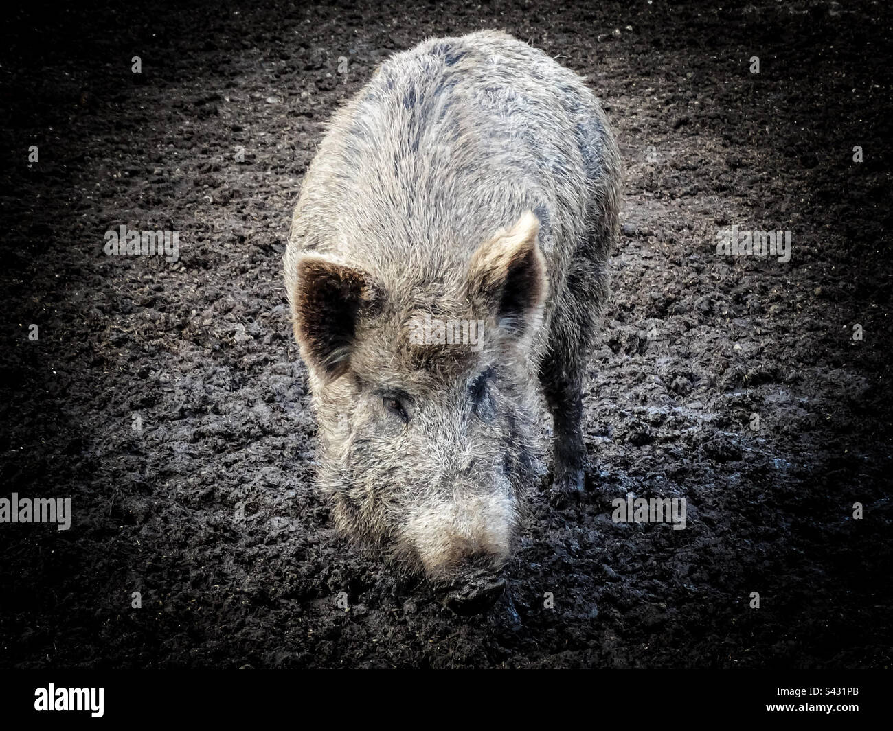 Wild boar pig wild boar hi-res stock photography and images - Alamy