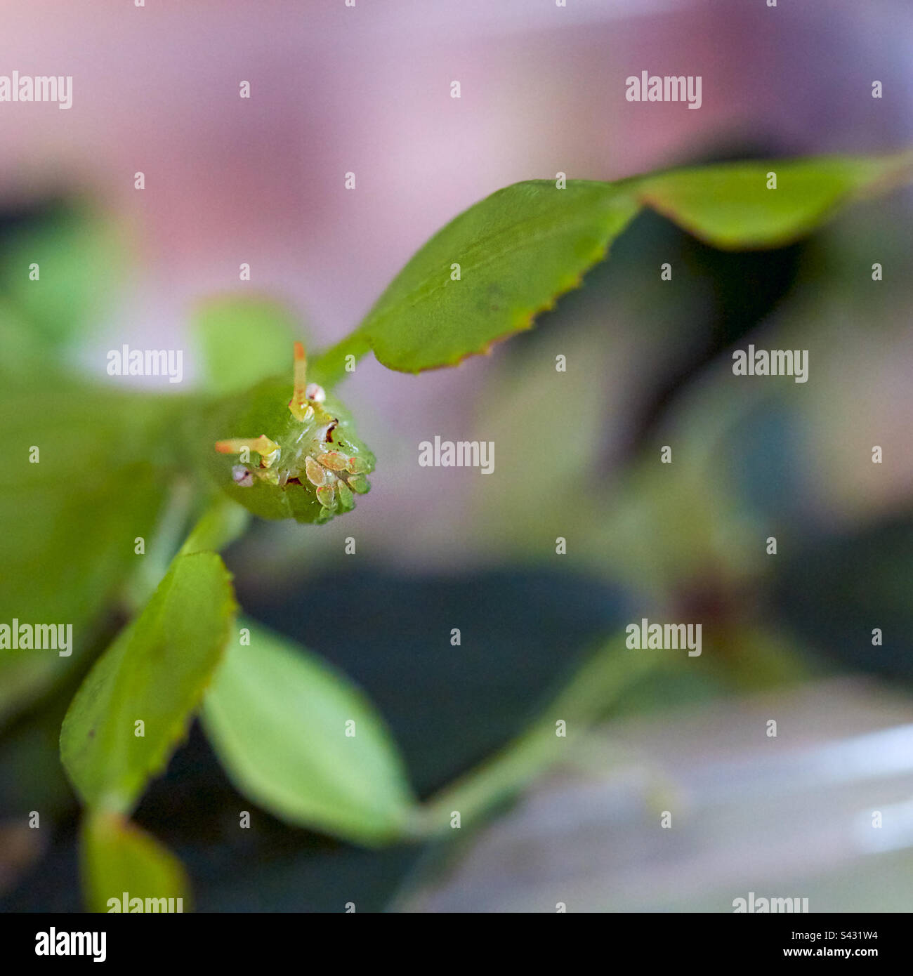 Leaf insect phylliidae hi-res stock photography and images - Alamy