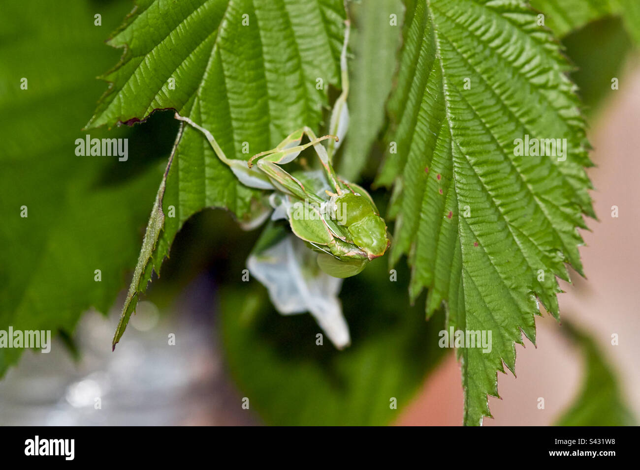 a freshly skinned walking leaf, Latin Phyllium Phylliidae, hangs upside ...