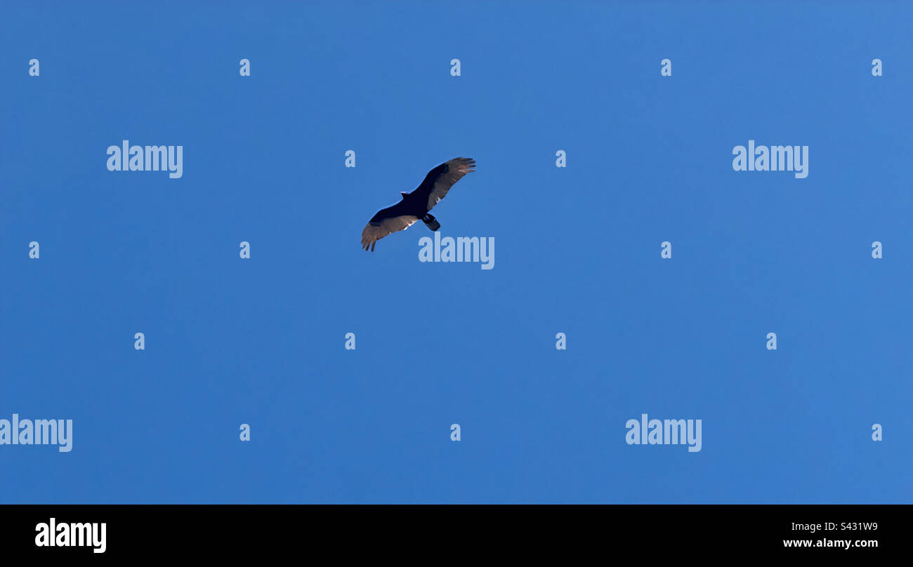 Blue falcon hi-res stock photography and images - Alamy