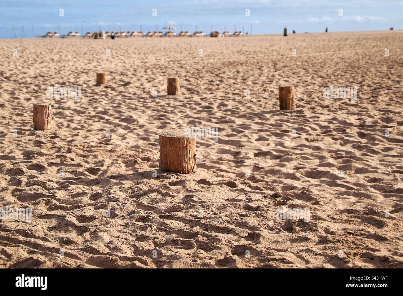 old wooden groynes pegs stick out of the sand on the beach of Jandia ...