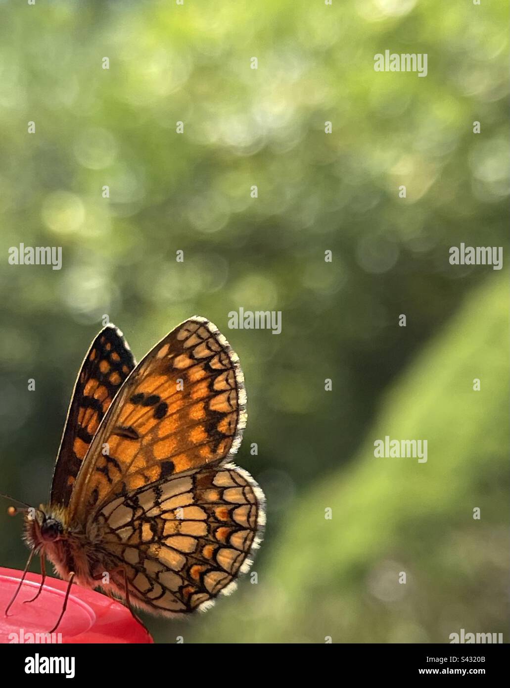 Little butterfly hi-res stock photography and images - Alamy
