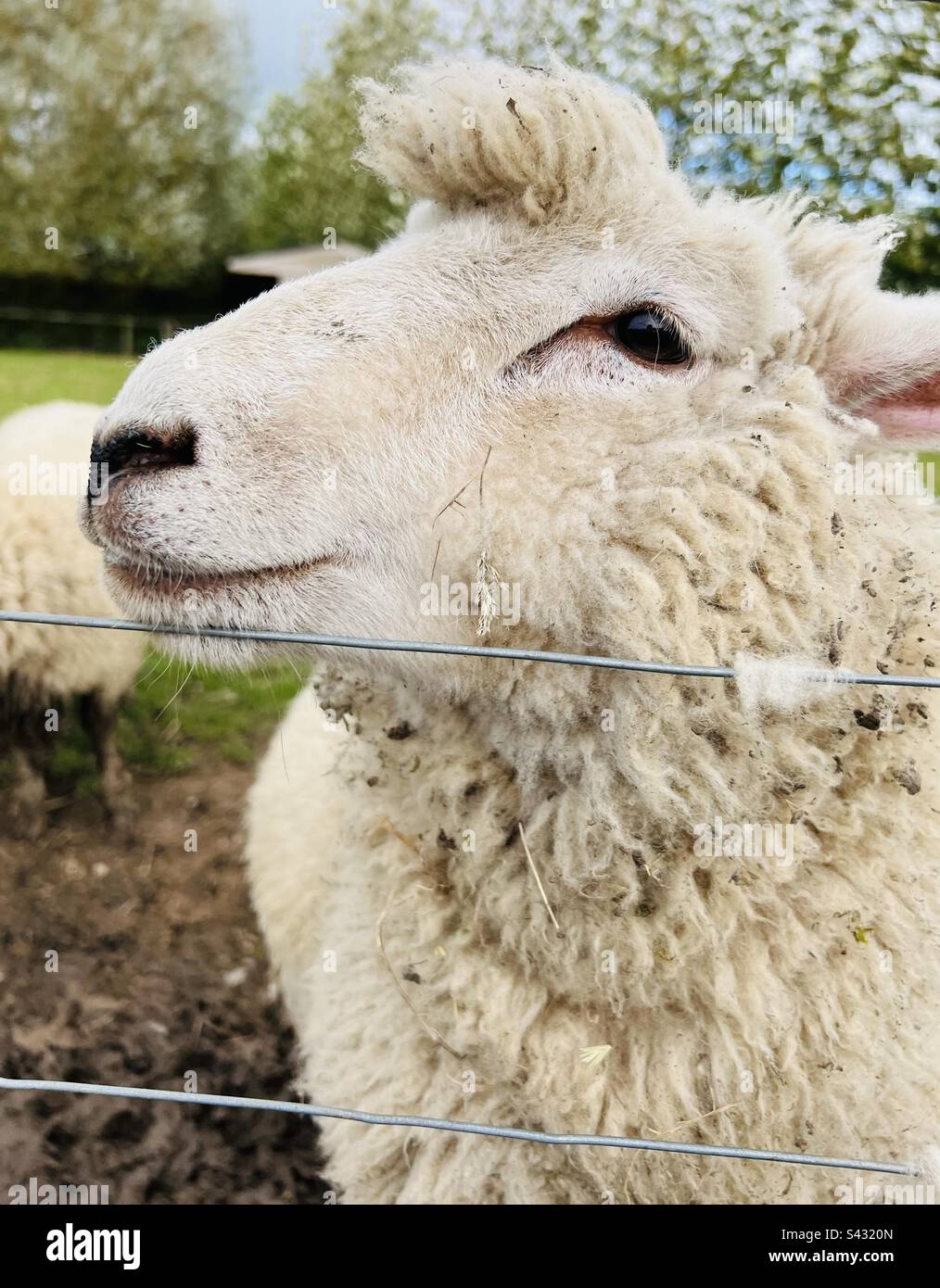 Wooly sheep hi-res stock photography and images - Alamy