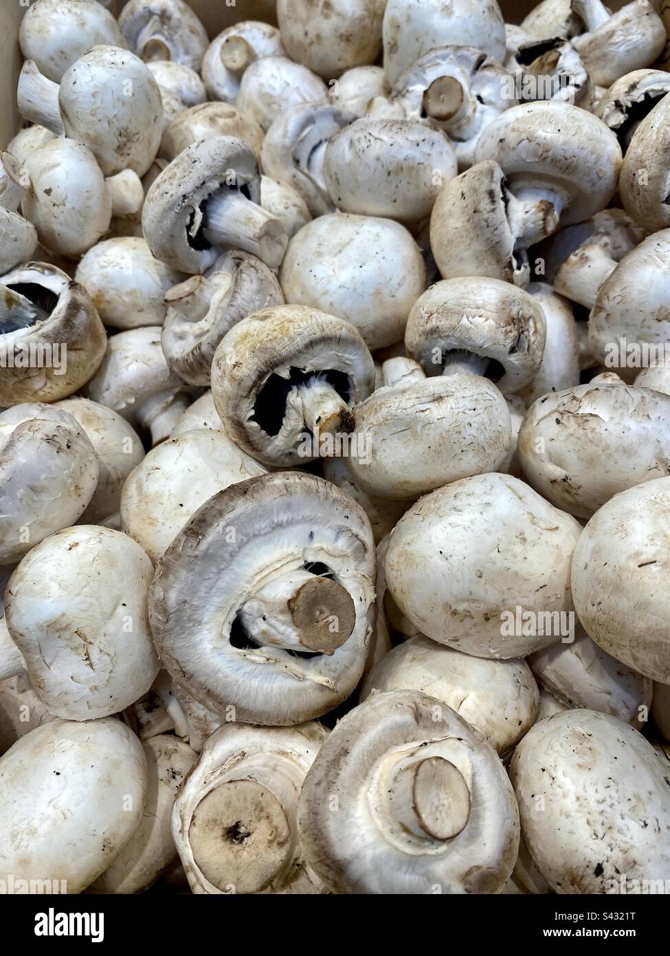 Box of mushrooms Stock Photo - Alamy