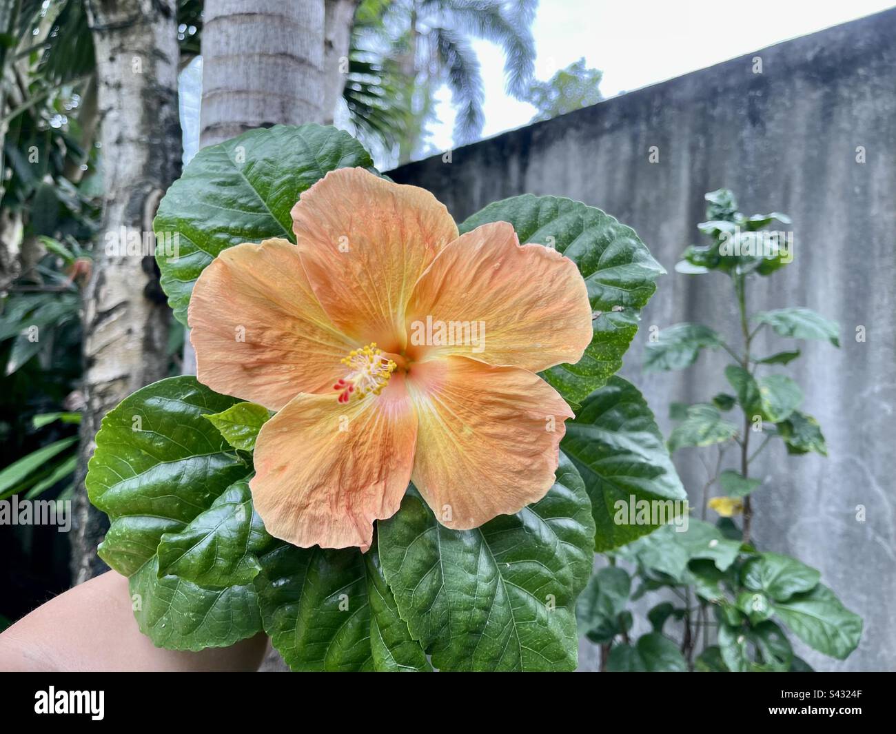 Gumamela flower hi-res stock photography and images - Alamy