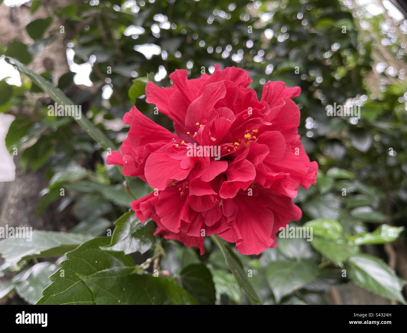 Gumamela flower hi-res stock photography and images - Alamy